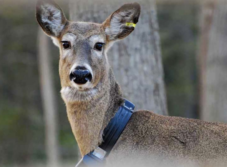 Deer Movement and Behavior - Pennypack Ecological Restoration ...