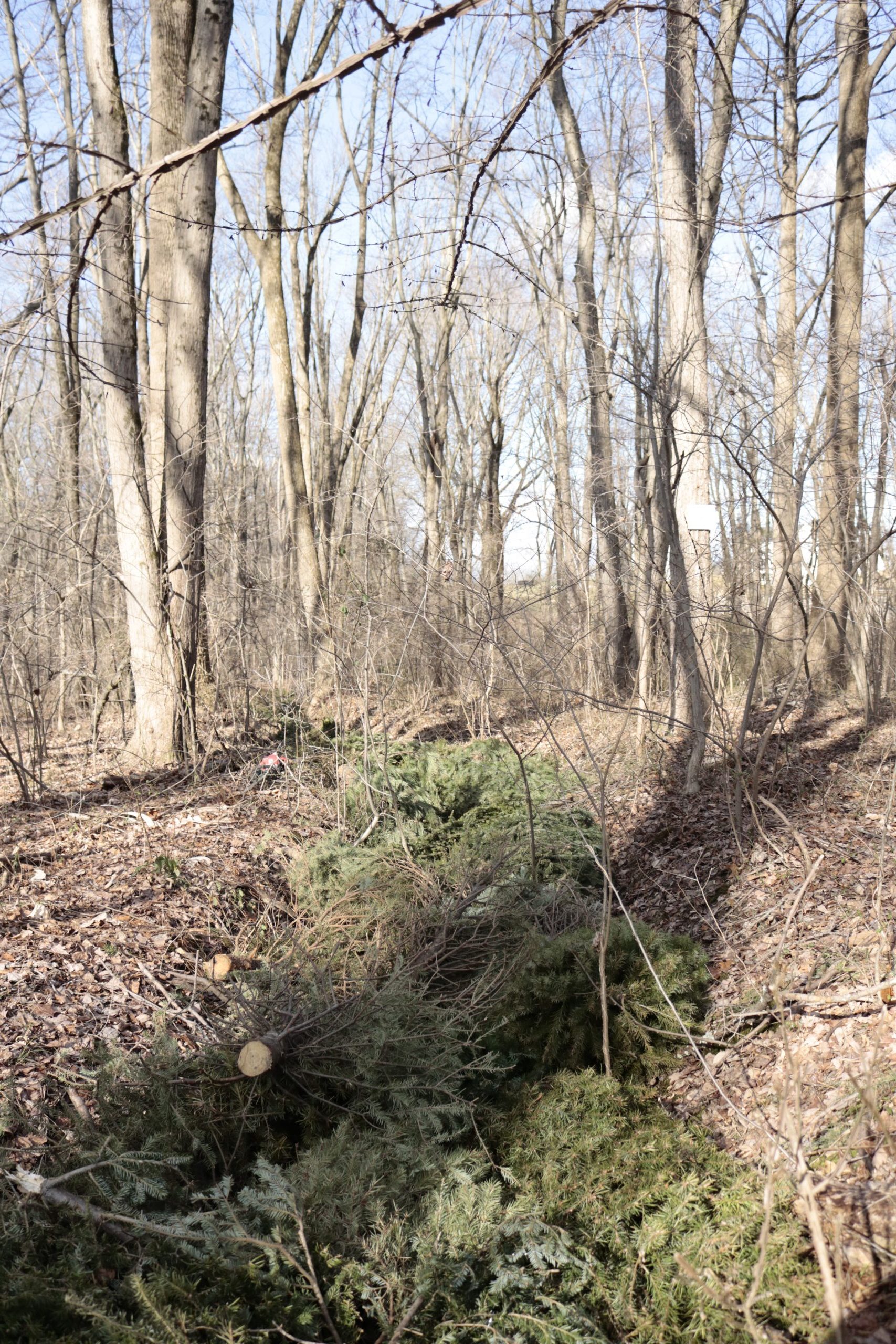 Free-A-Tree at Farmstead Park (Volunteer Opportunity) - Pennypack ...