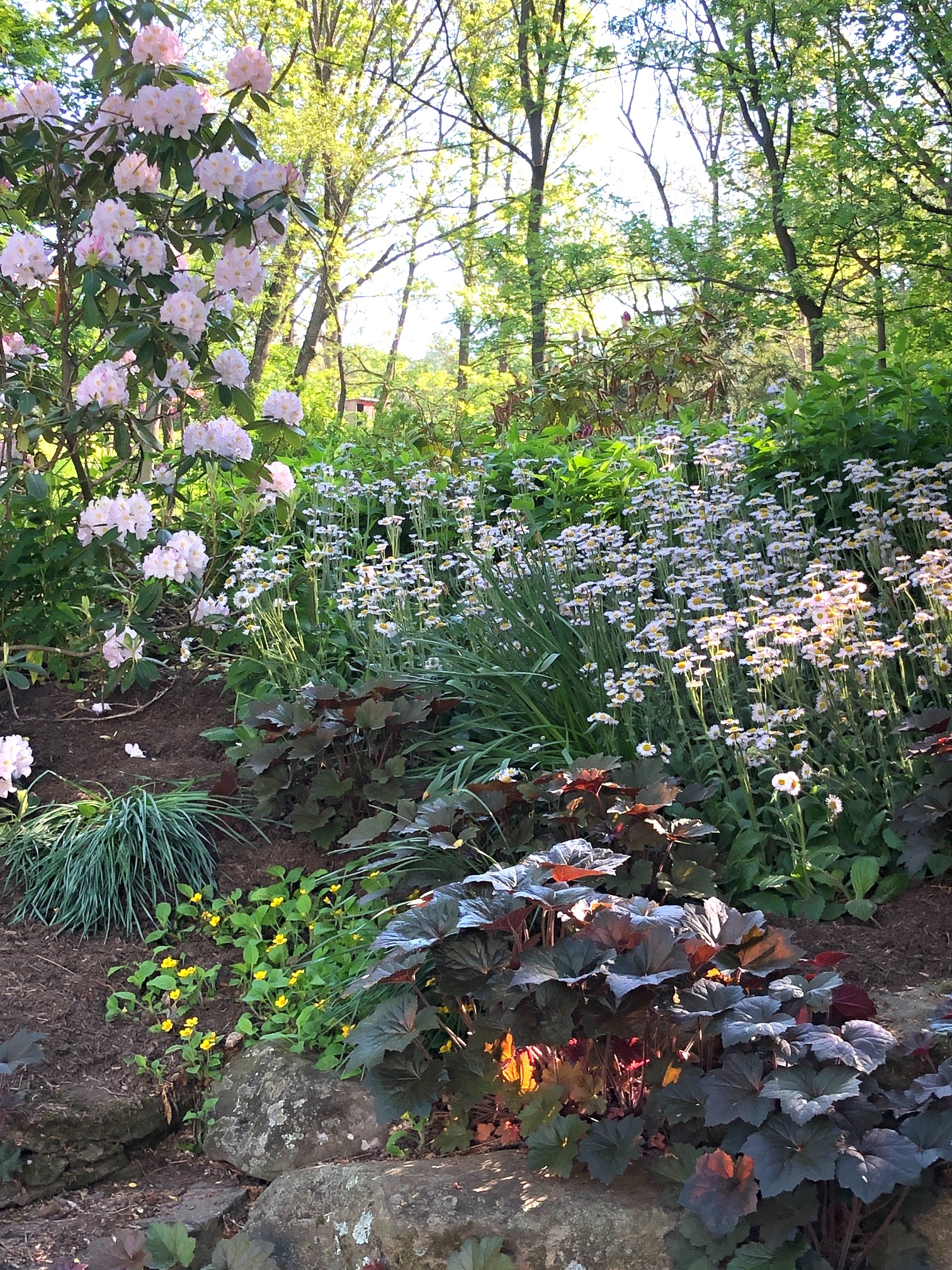 Re-Defining Shade Ground Cover with Natives with Penn State Master ...