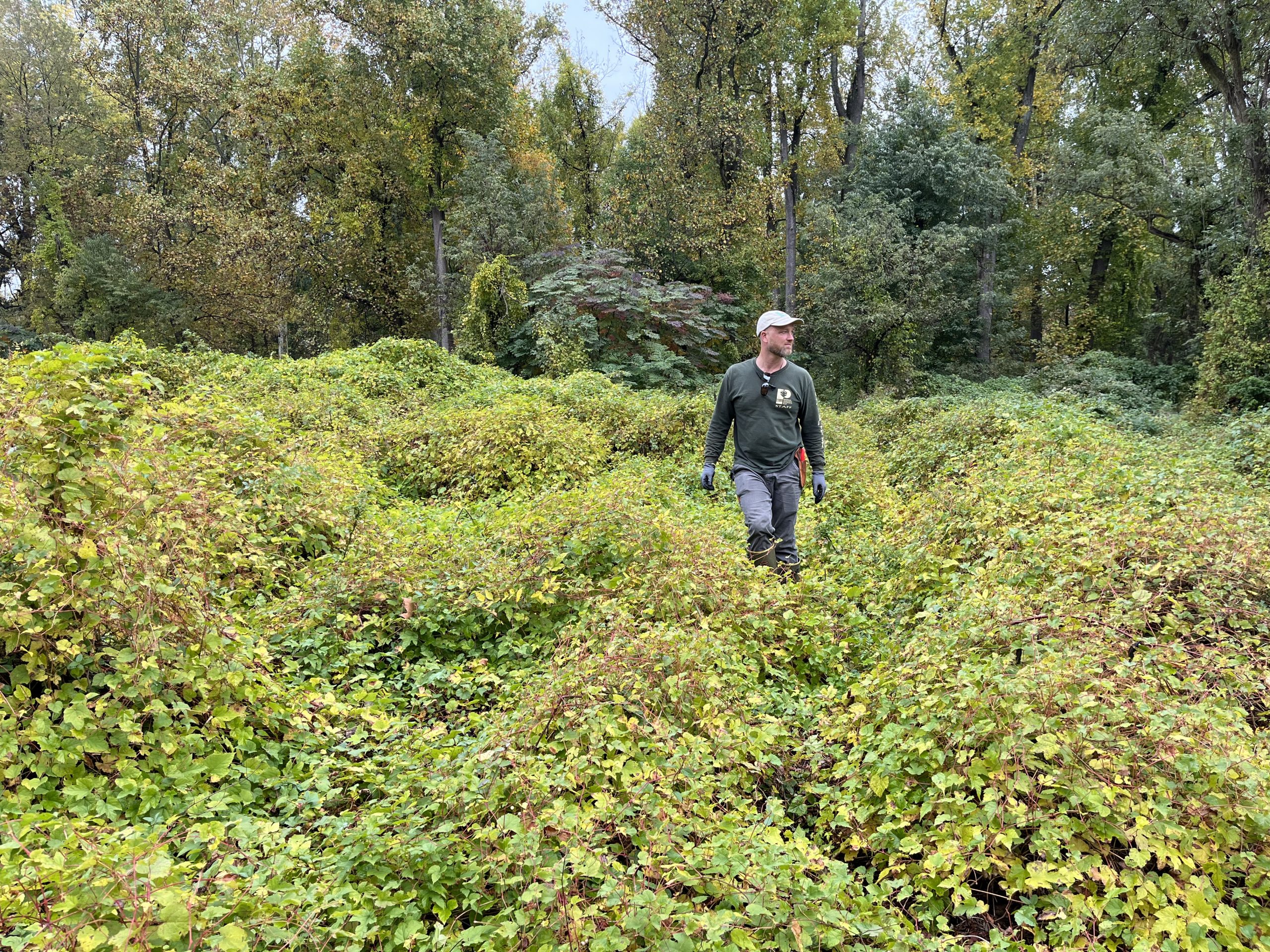 Examining 50 years of Restoration Experimentation and Practice ...